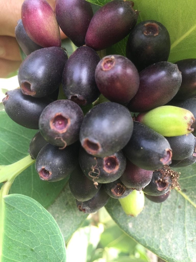 פינוק זה עניין של חופשה ? • האורגני - מקיים ומבטיח